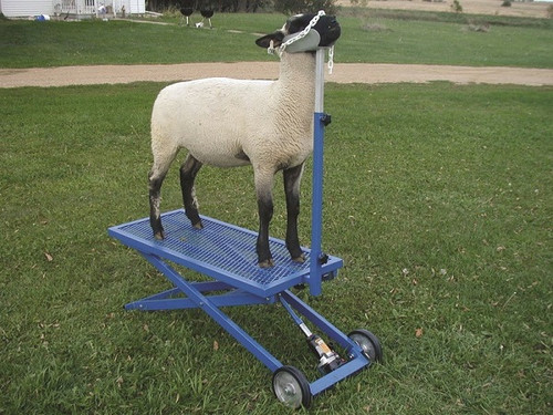 hydraulic lift trimming stand for Goats and Sheep