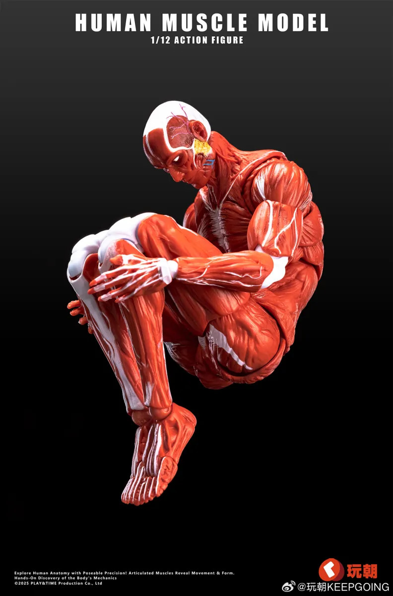 KEEPGOING Studio Human Muscle Model