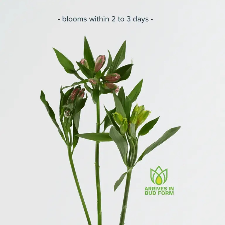 Flower Shop in Phoenix | Arizona Florist