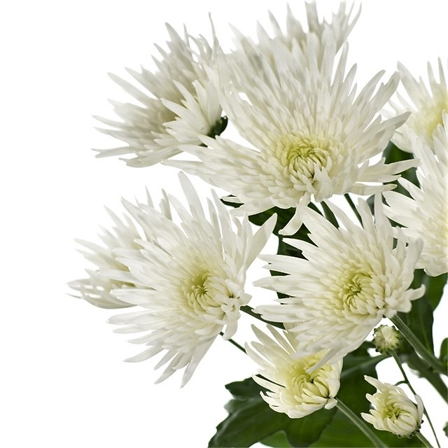 Purple Spider Mums – Bulk Flowers | Phoenix AZ