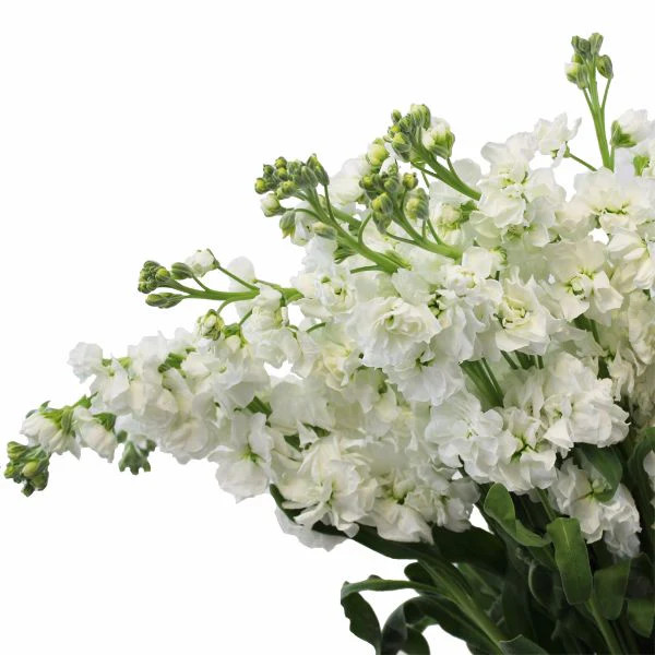 Flowers - Stock - Arizona Flower Market