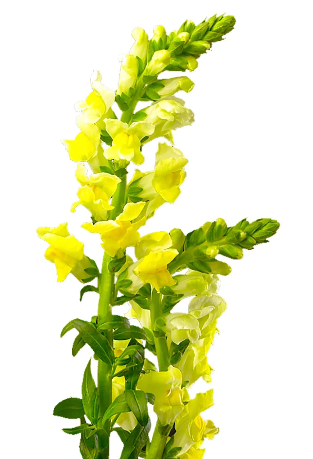 Flowers - Snapdragon - Arizona Flower Market