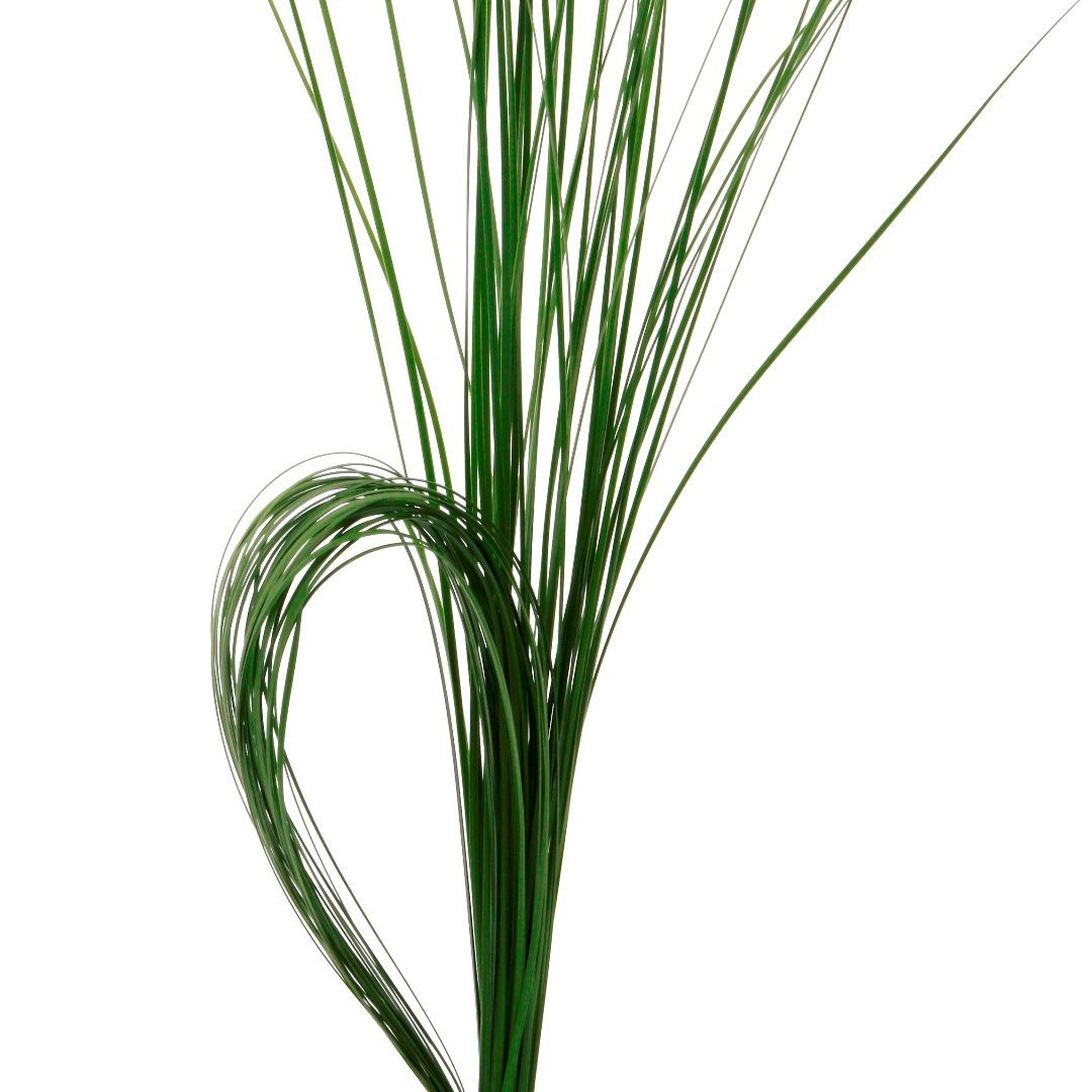 Foliage - Steel Grass - Arizona Flower Market