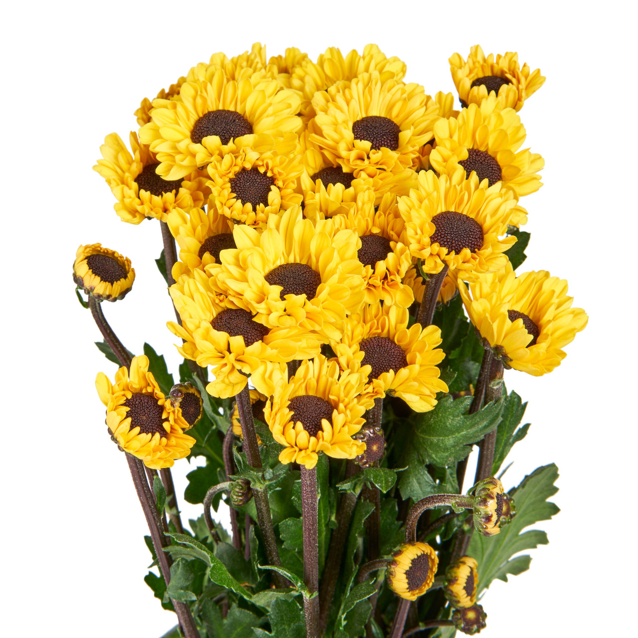 Flowers - Chrysanthemum - Page 1 - Arizona Flower Market