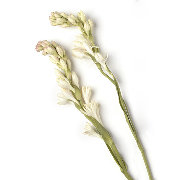 Tuberose
