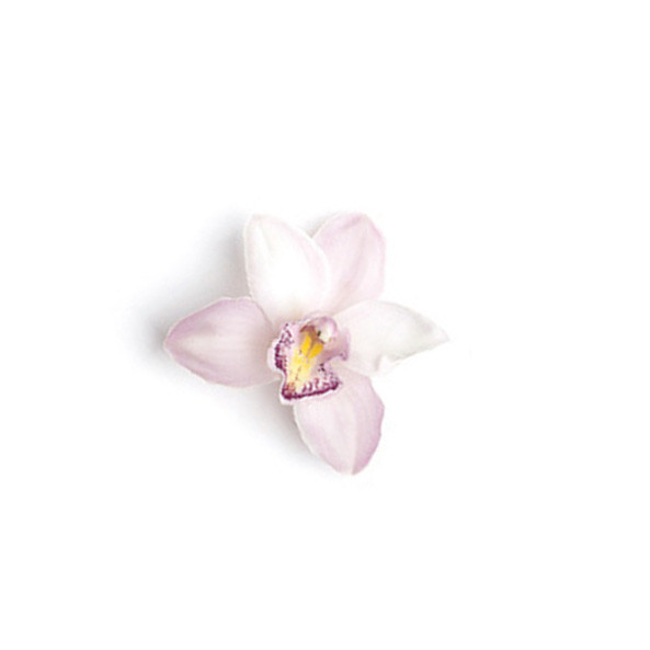 Cymbidium Mini