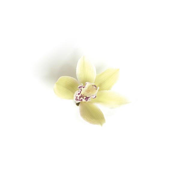 Cymbidium Mini