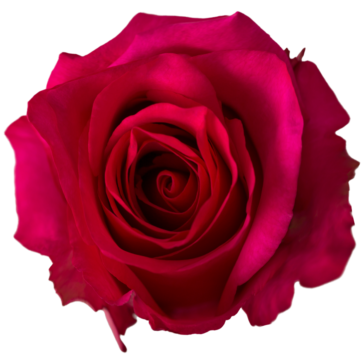 Hot Pink Rose - Arizona Flower Market