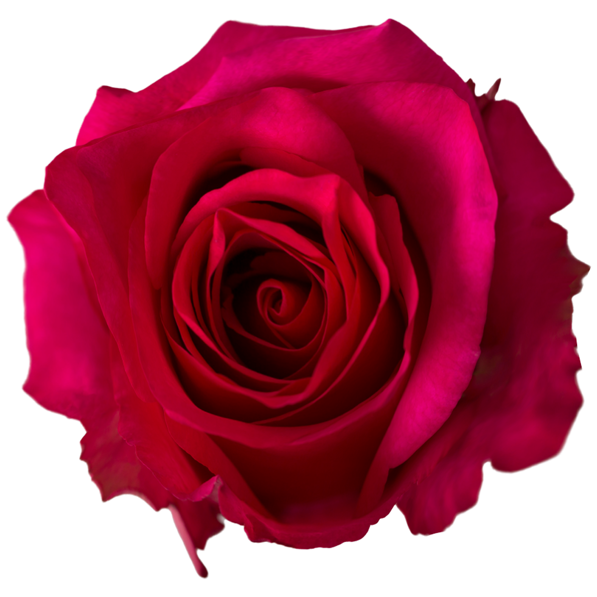 Hot Pink Rose – Bulk Flower | Phoenix AZ