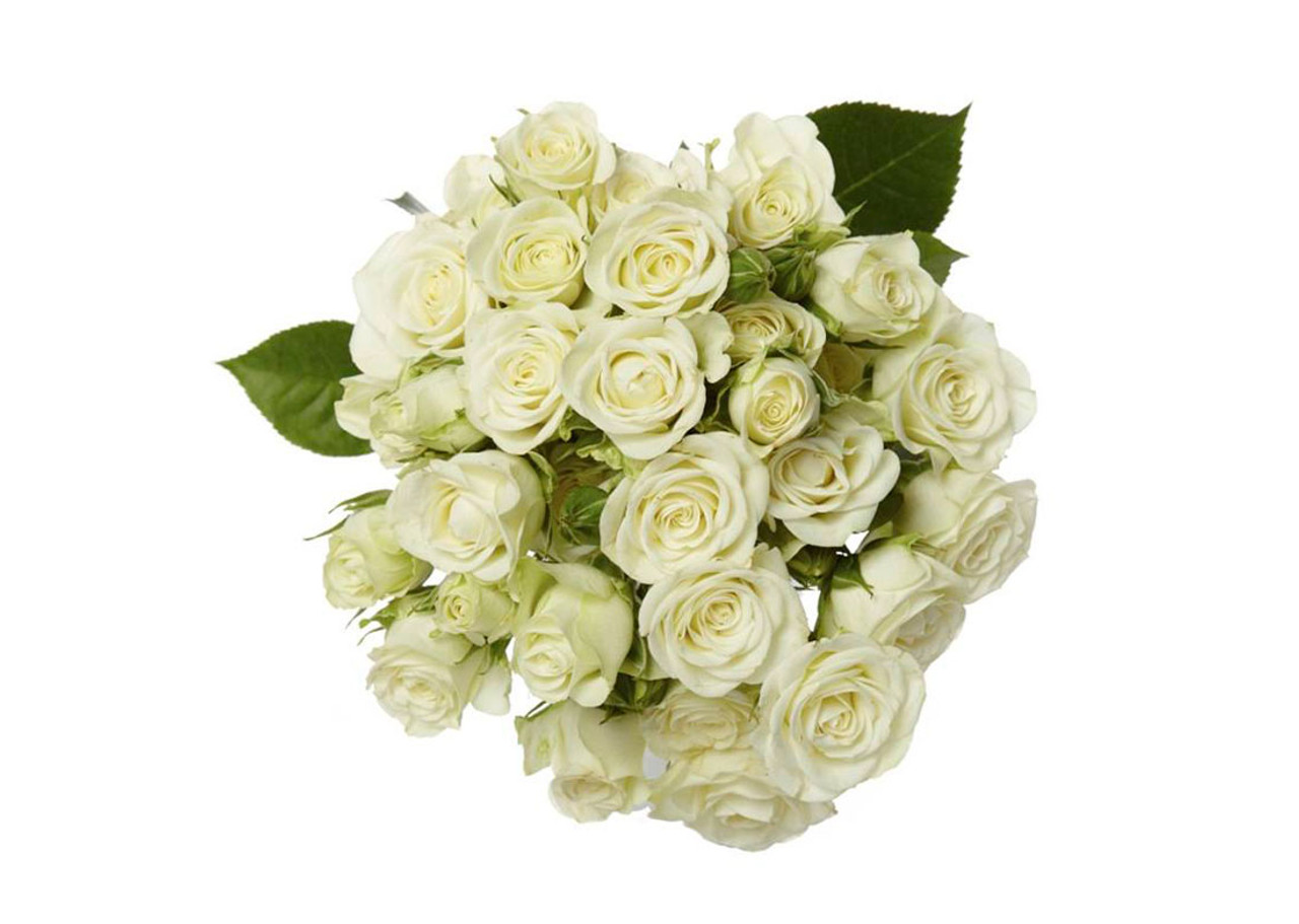 how to color white roses