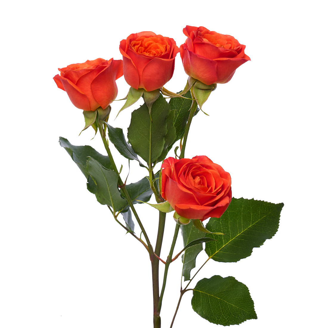 Orange Spray Rose - Arizona Flower Market