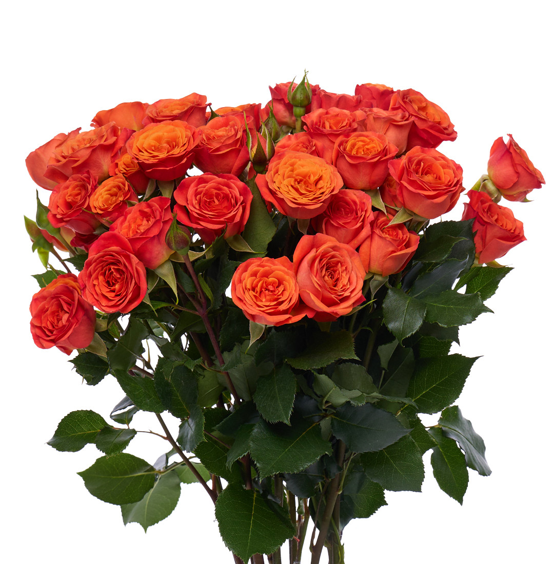 Orange Spray Rose - Arizona Flower Market