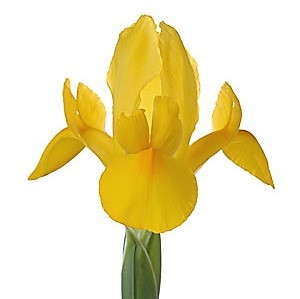 Yellow Iris – Bulk Line Flower | Phoenix AZ
