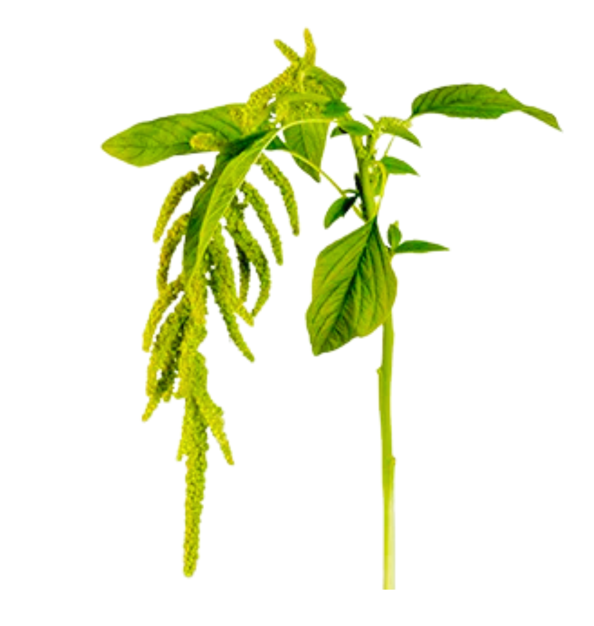 Green Hanging Amaranthus - Arizona Flower Market