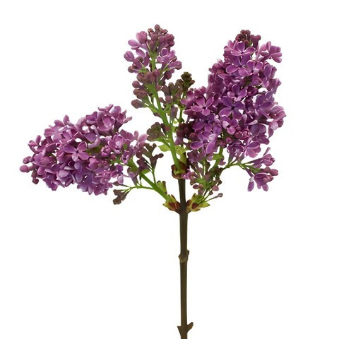 Purple Lilac – Bulk Flower | Phoenix AZ