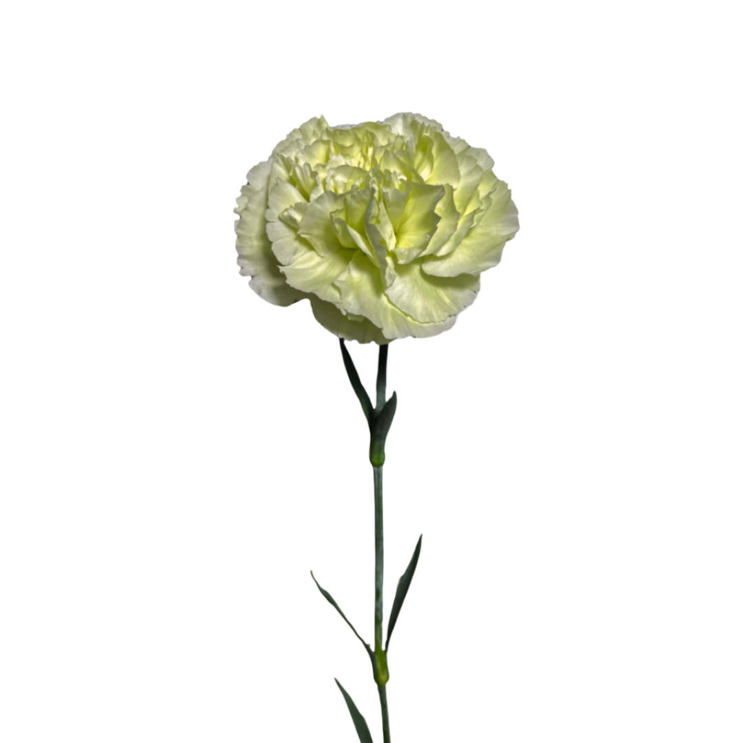 Bulk Green Carnation Flowers – Fresh Wholesale Carnations Phoenix AZ