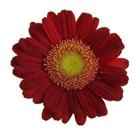 Burgundy Gerbera Daisy Light Eye – Bulk Flowers | Phoenix AZ