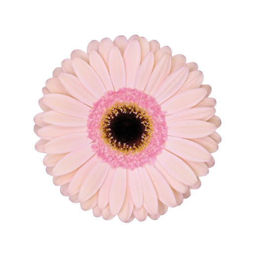 Light Pink Gerbera Daisy Dark Eye – Bulk Flowers | Phoenix AZ
