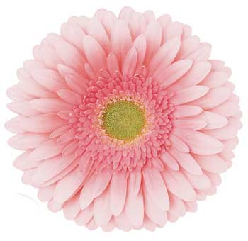 Light Pink Gerbera Daisy Light Eye – Bulk Flowers | Phoenix AZ