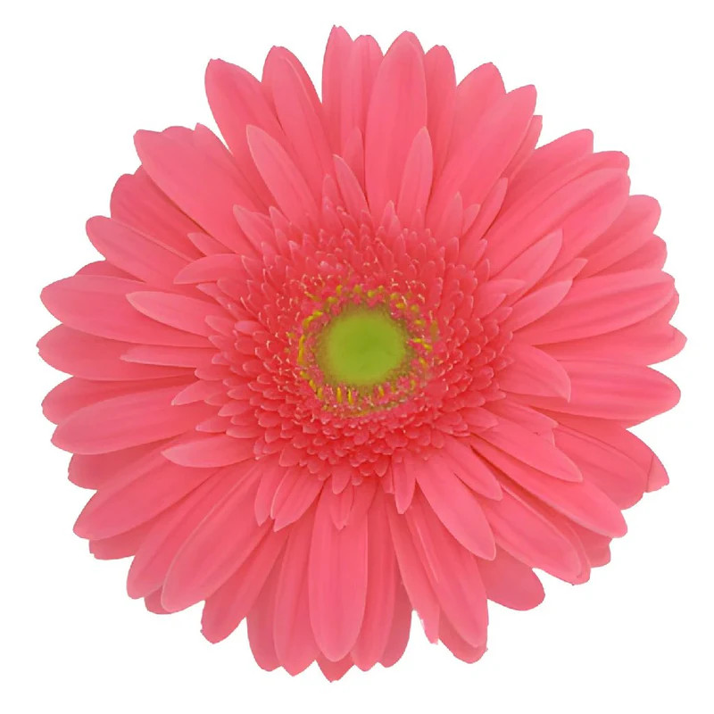 Medium Pink Gerbera Daisy Light Eye – Bulk Flowers | Phoenix AZ