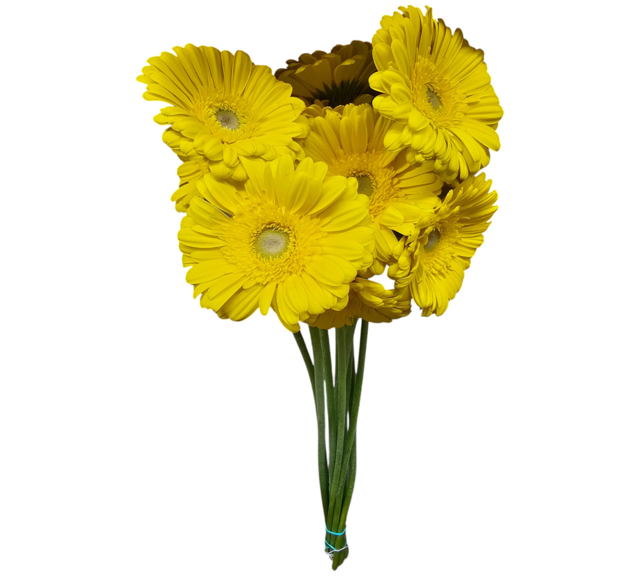 Yellow Gerbera