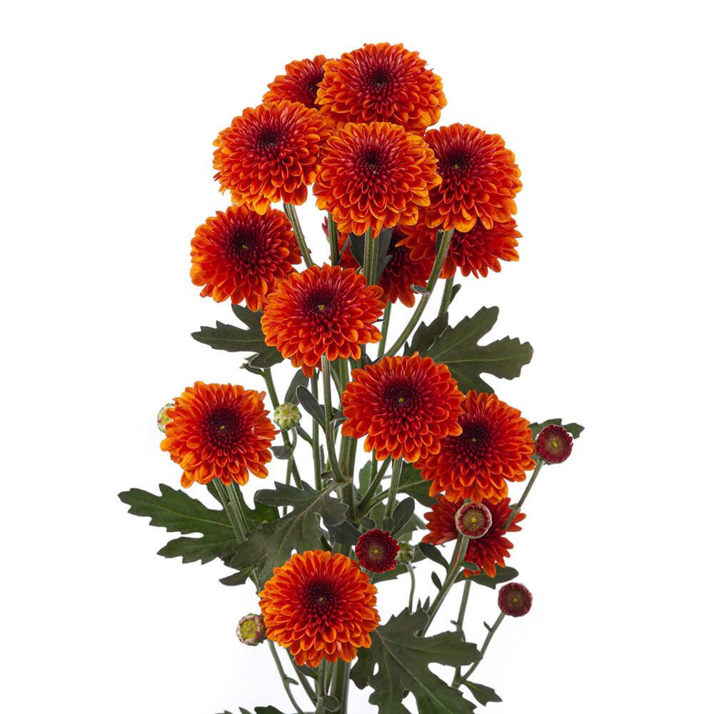 Bronze Button Chrysanthemum – Bulk Flower | Phoenix AZ