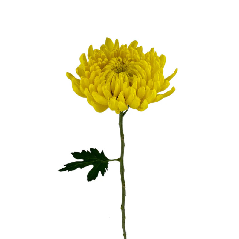 Yellow Cremone Chrysanthemum – Bulk Flower | Phoenix AZ