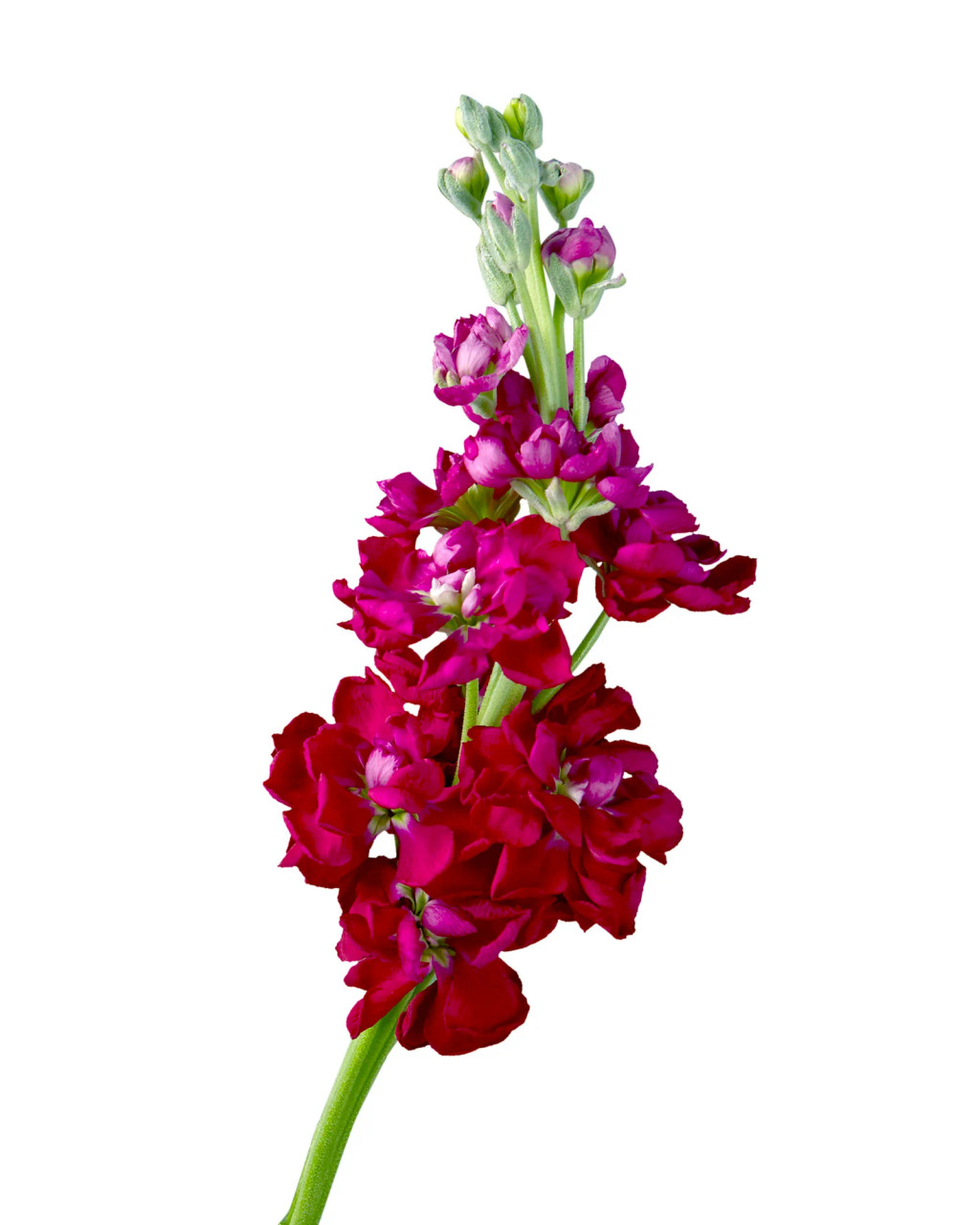 Fuchsia Stock – Bulk Flower | Phoenix AZ