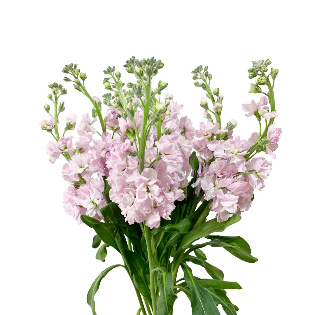 Pink Stock – Bulk Flower | Phoenix AZ