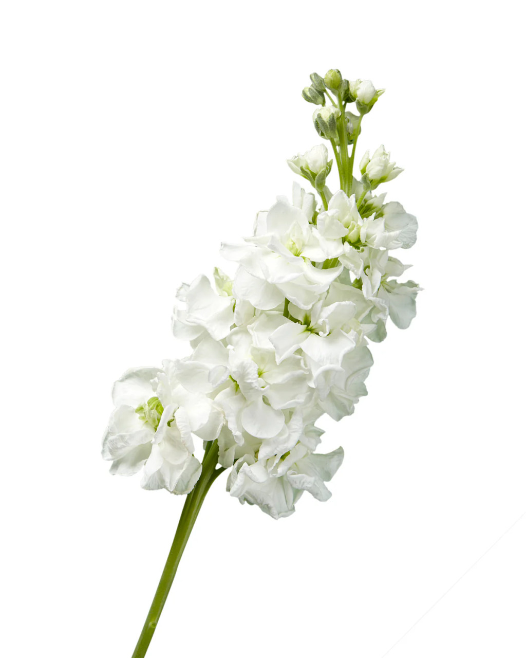 White Stock – Bulk Flower | Phoenix AZ
