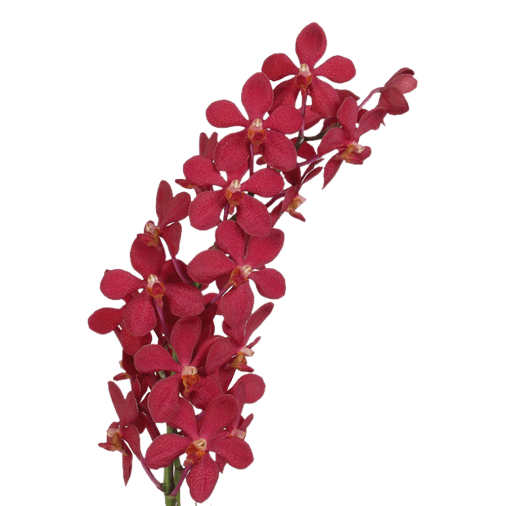 Red Dendrobium Orchid – Bulk Flower | Phoenix AZ
