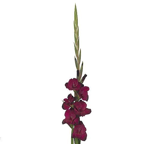 Burgundy Gladiolus – Bulk Flower | Phoenix AZ