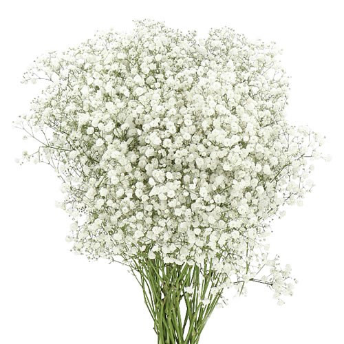 Excellence Baby’s Breath – Bulk Flower | Phoenix AZ