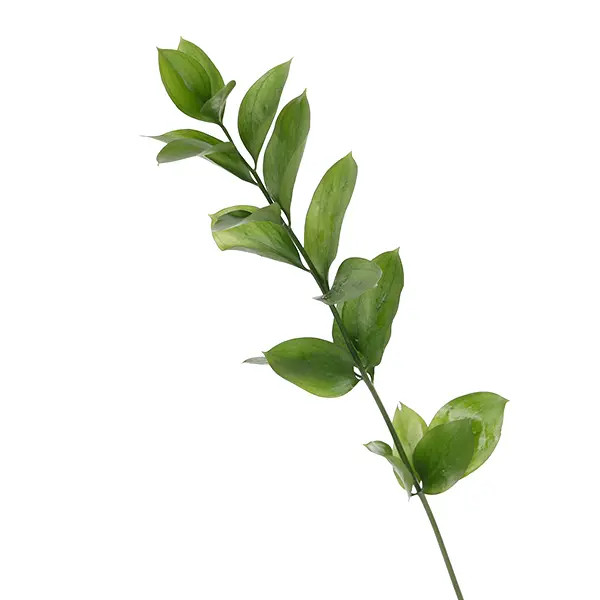 Israeli Ruscus – Bulk Foliage | Phoenix AZ