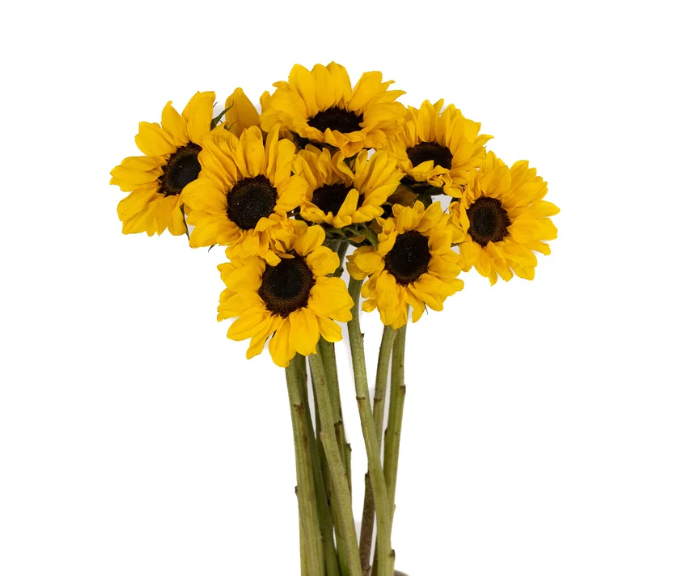 Mini Sunflower Dark Eye – Bulk Flower | Phoenix AZ