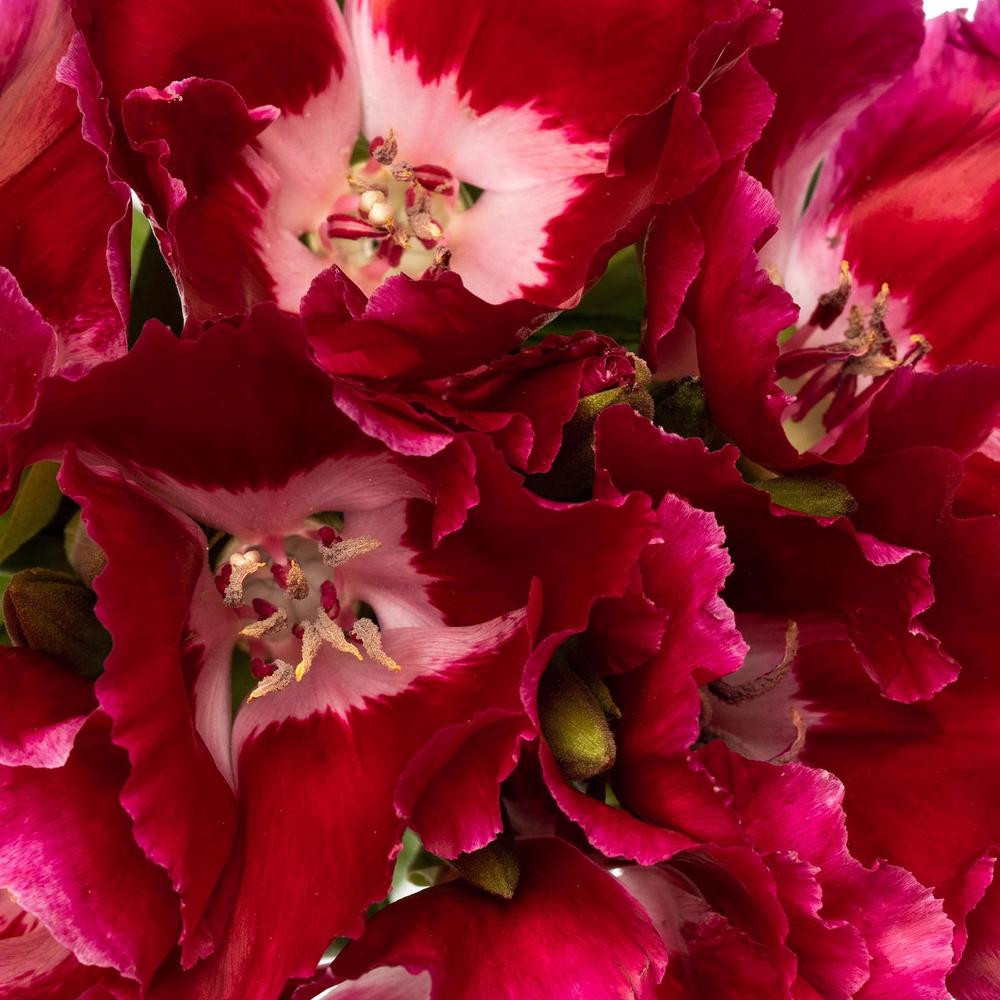 Red Godetia – Bulk Flower | Phoenix AZ