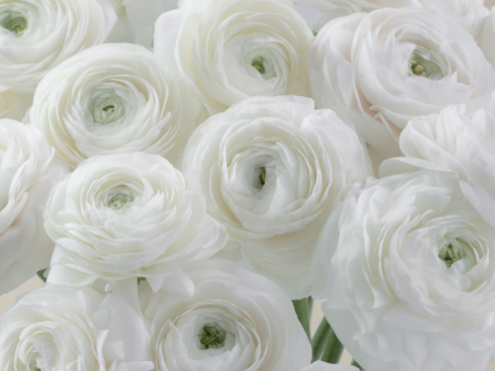 White Ranunculus – Bulk Flower | Phoenix AZ