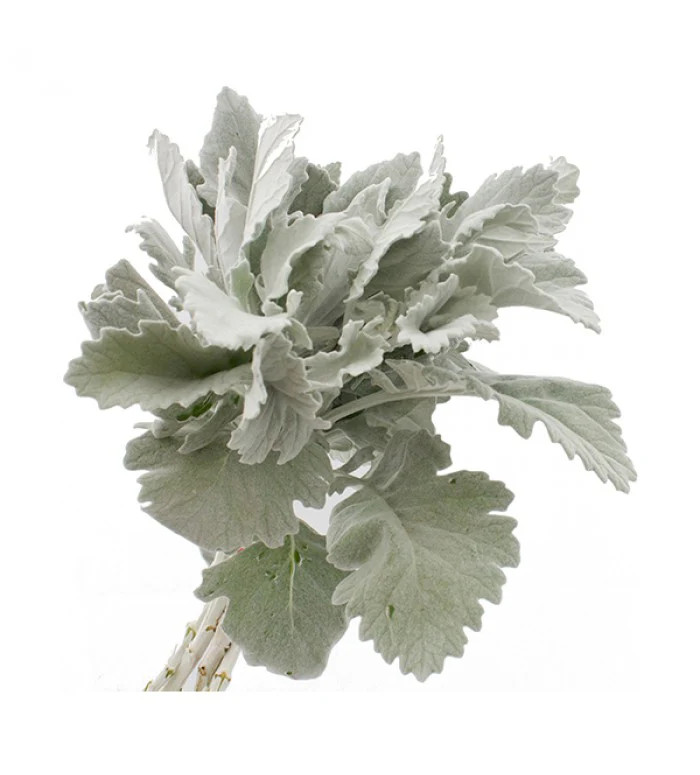 Dusty Miller – Bulk Greenery | Phoenix AZ