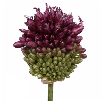 Allium Bullet – Bulk Flower | Phoenix AZ