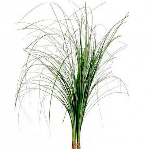 Bear Grass – Bulk Foliage – Phoenix Arizona