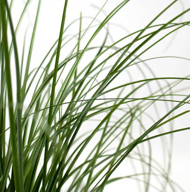 Bear Grass – Bulk Foliage – Phoenix Arizona