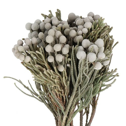 kaaps brunia silver