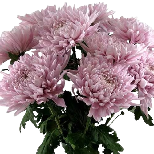 Lavender Football Chrysanthemum – Bulk Flowers | Arizona Flower Market