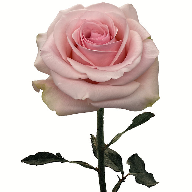 Blush Rose – Bulk Flower | Phoenix AZ