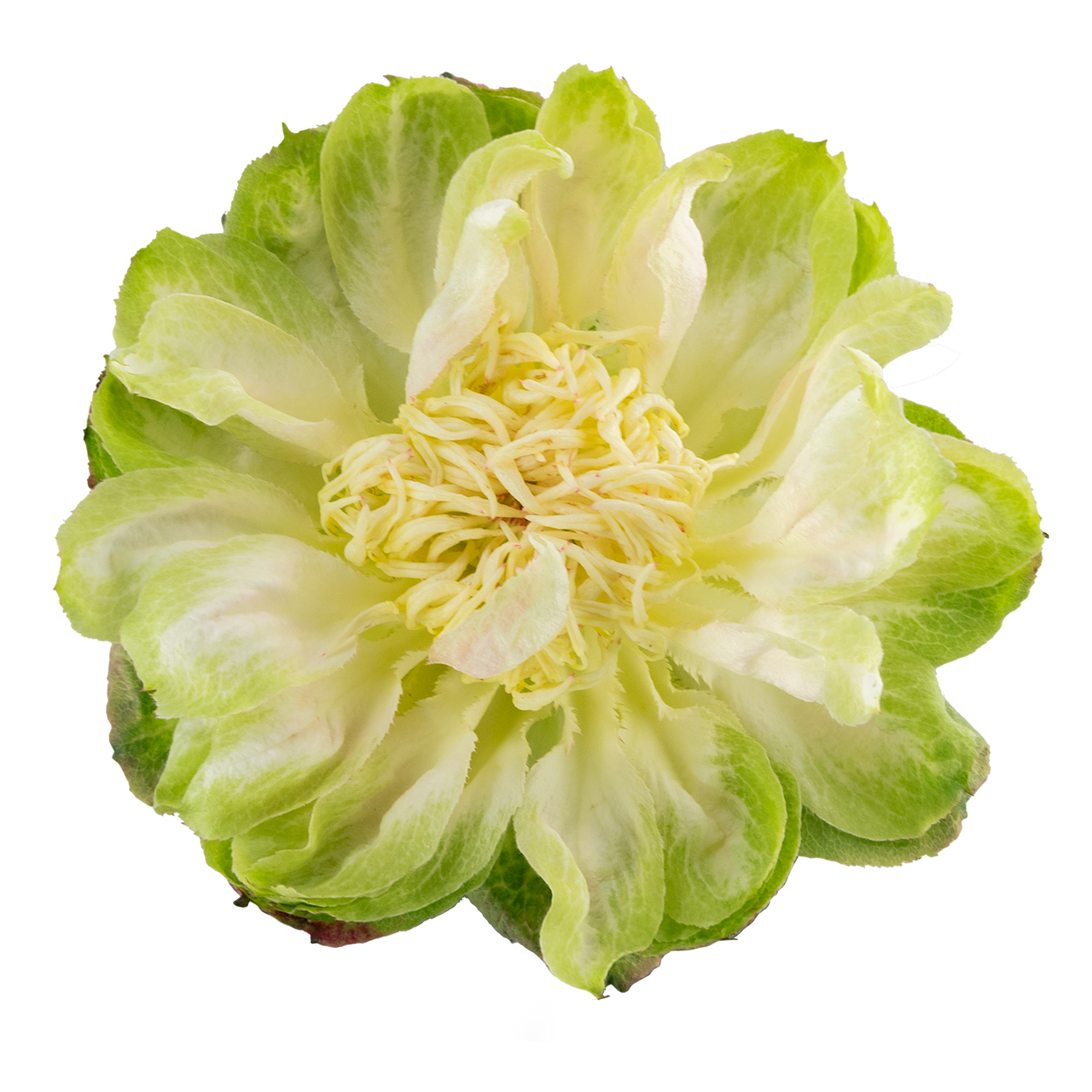 Veggie Rose – Bulk Flower | Phoenix AZ