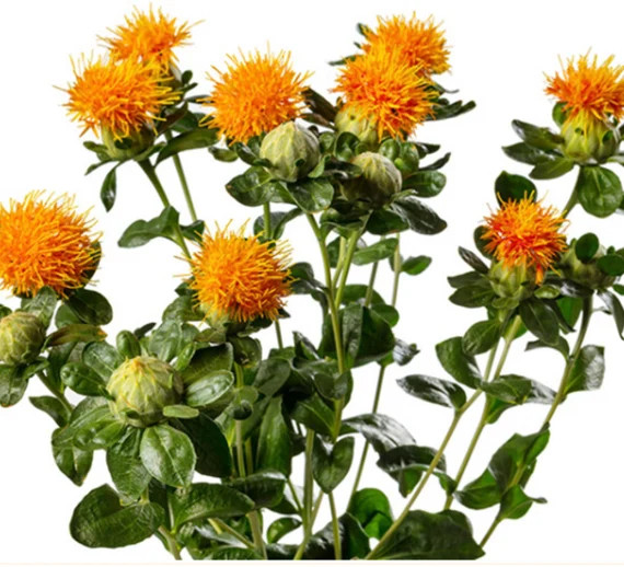Safflower – Bulk Flower | Phoenix AZ