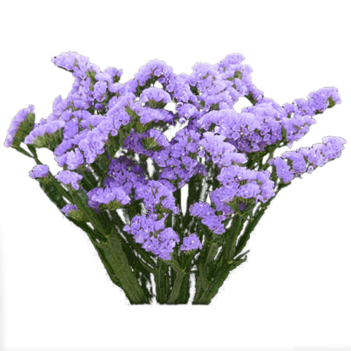 Lavender Statice – Bulk Filler Flowers | Phoenix AZ