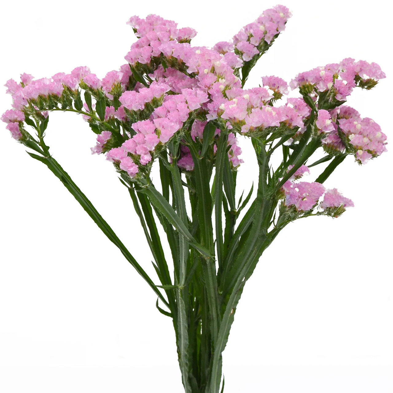 Light Pink Statice – Bulk Filler Flowers | Phoenix AZ
