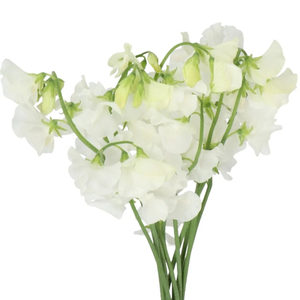 White Sweet Pea – Bulk Flowers | Phoenix AZ