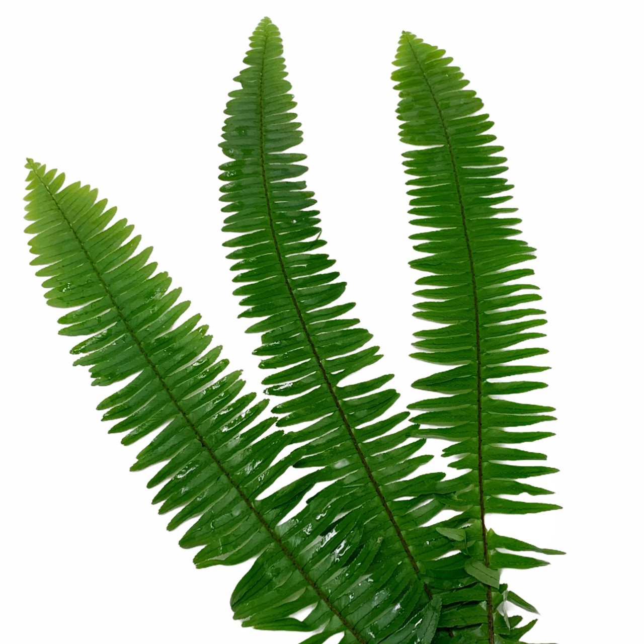 Sword Fern – Bulk Greenery | Phoenix AZ